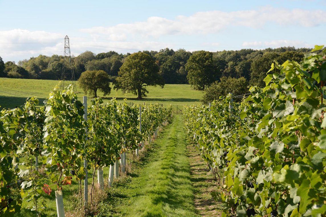 Gallery | Quob Park Estate, Hotel & Spa